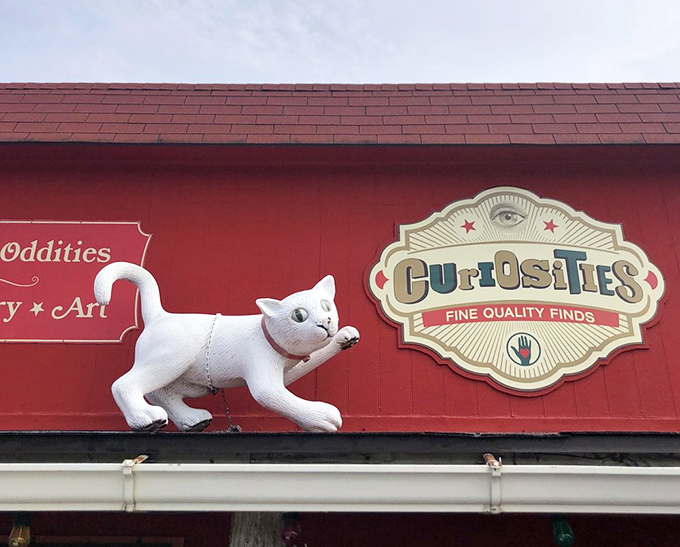 Curiosities' vintage sign and signature white cat mascot have become landmarks in Dallas for those seeking the beautifully bizarre.