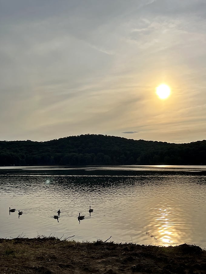 The golden hour magic show. As day winds down, geese glide through liquid sunshine, creating ripples that catch the fading light.