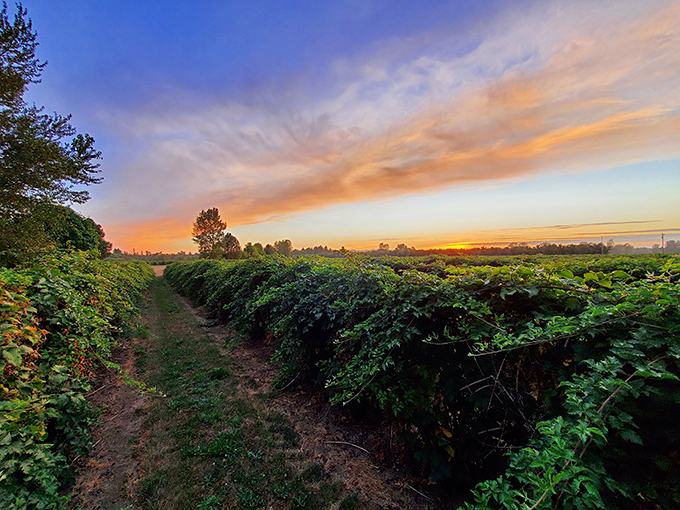 Sunset paints the berry fields in impossible colors, creating the kind of moment that makes even dedicated indoor people consider the merits of nature.