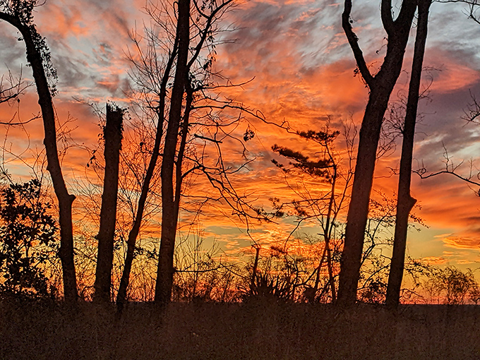 The finale Florida deserves. As day surrenders to night, the sky performs its daily masterpiece through a frame of winter-bare branches.