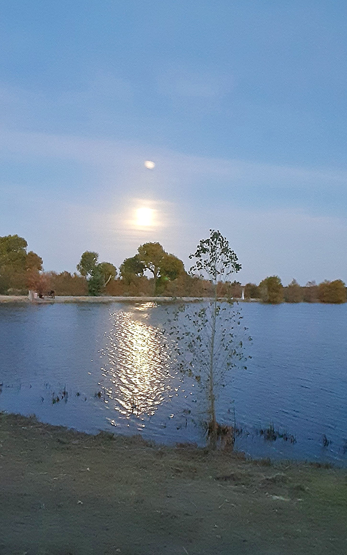 Moonlight on water &ndash; when Dankworth Pond transforms into nature's disco ball and the night creatures begin their evening serenade.