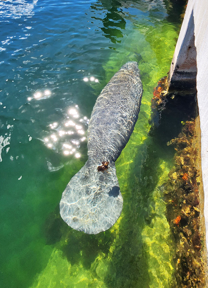 A gentle manatee glides through crystal waters, reminding us why they're called sea cows &ndash; moving with the unhurried pace that defines Keys living.