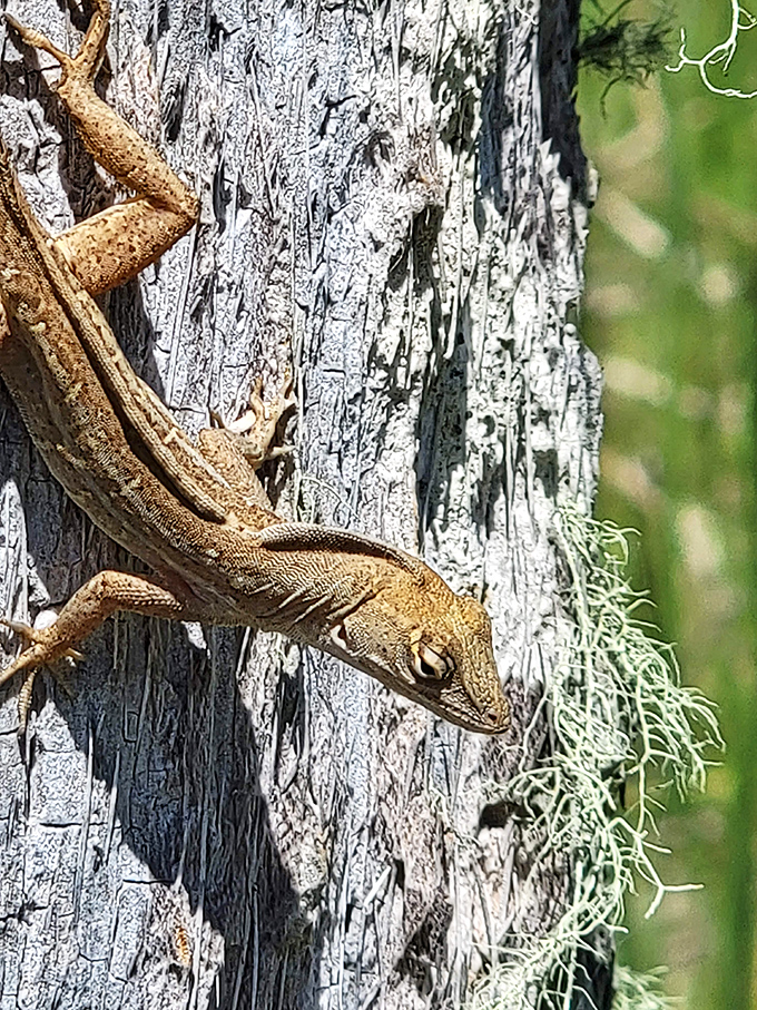 Florida's original residents &ndash; this sunbathing lizard continues the tradition of reptiles who've called this area home since long before humans arrived on the scene.