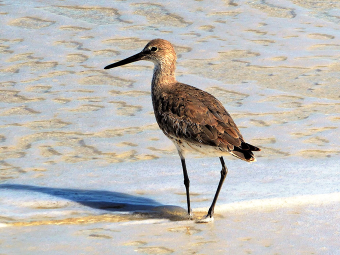The willet bird, nature's beachcomber, striking a pose. He's been finding breakfast on these shores long before humans discovered brunch.
