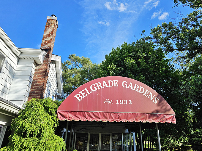 Belgrade Gardens' unassuming charm proves the best chicken joints never need flashy signs to draw crowds.