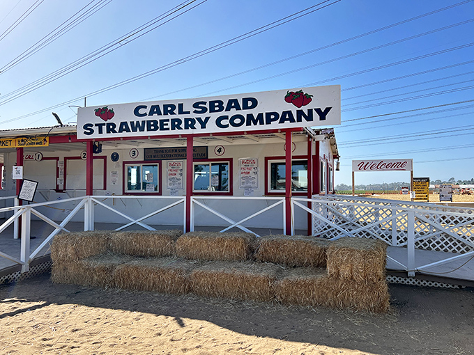 Welcome to berry paradise! The Carlsbad Strawberry Company's charming stand with hay bales promises a sweet adventure ahead.