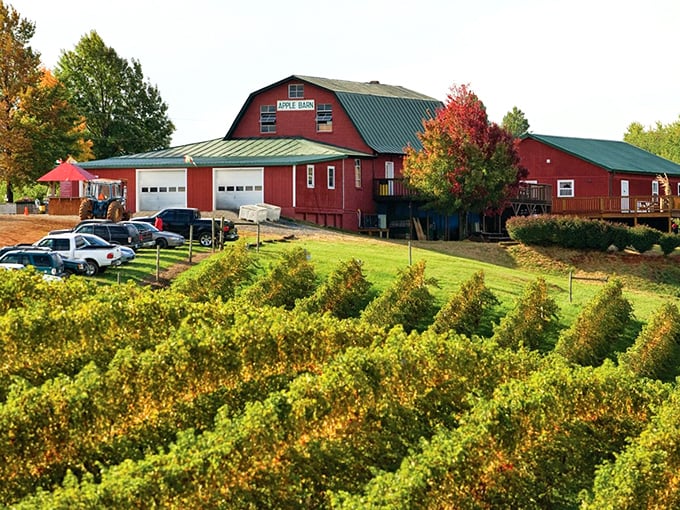 That red barn against mountain views makes every apple taste sweeter &ndash; nature's perfect backdrop for fruit picking.