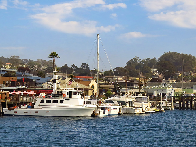 Morro Bay's harbor bustles with working boats while sea lions provide the entertainment committee.