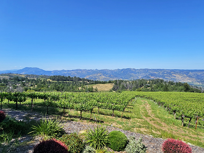 Rows of vines stretch toward mountain horizons at Paloma Vineyard. Nature's masterpiece with grapes as the stars!