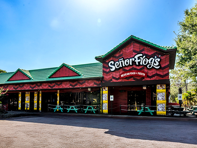 The ceiling at Señor Frog's looks like a neon sign factory exploded in the happiest possible way. Instagram was invented for places like this.