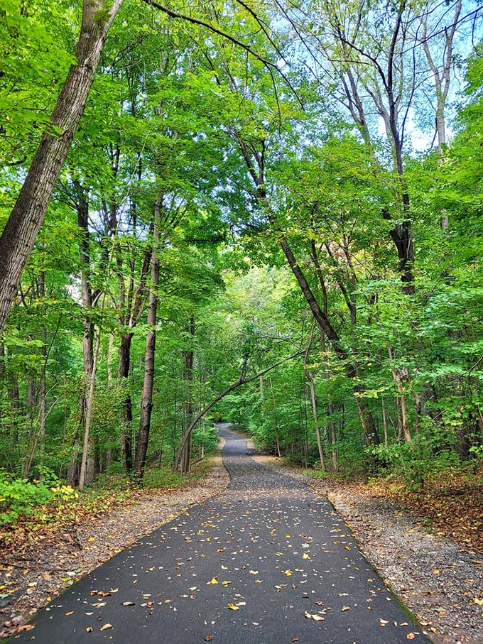 Mother Nature's version of a hallway gallery. This tree-lined path offers a masterclass in fifty shades of green that no paint store could ever match.