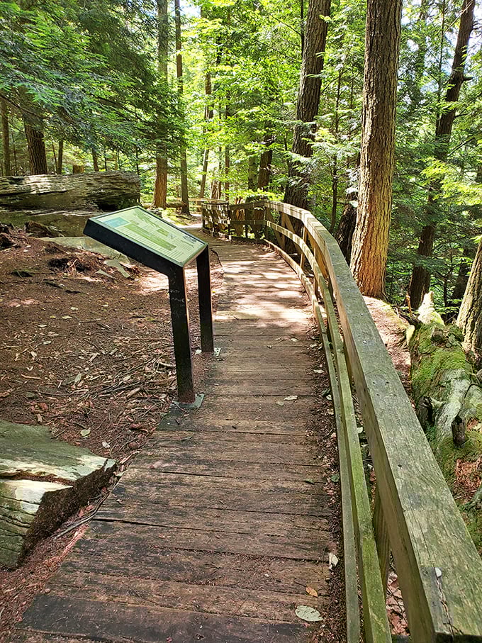 This wooden boardwalk whispers promises of adventure through towering hemlocks, like something straight out of a Tolkien daydream.