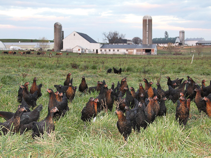 Nature's original social network: these free-range chickens gather to discuss the day's menu of bugs, seeds, and whatever else catches their discerning beaks.