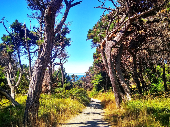 Cathedral of pines with ocean-view pews. Salt Point's forest trails offer dappled sunlight and the promise of blue water beyond the trees.