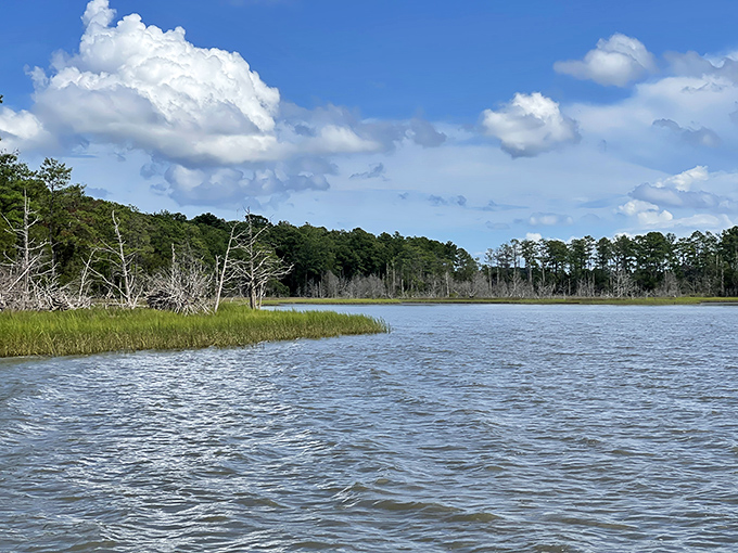 Where land meets water in a timeless dance. The marshlands create nature's buffer zone, protecting the ecosystem while offering postcard-worthy views.