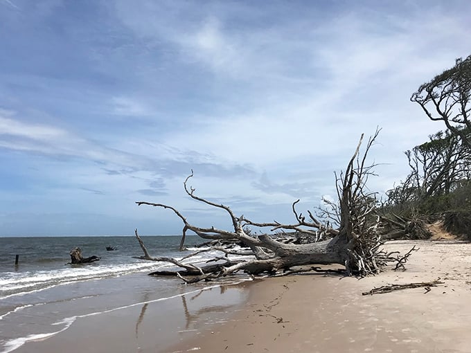 Sun-bleached sentinels stand guard over pristine sand. This unmarked stretch of paradise makes Miami's South Beach look like a parking lot.