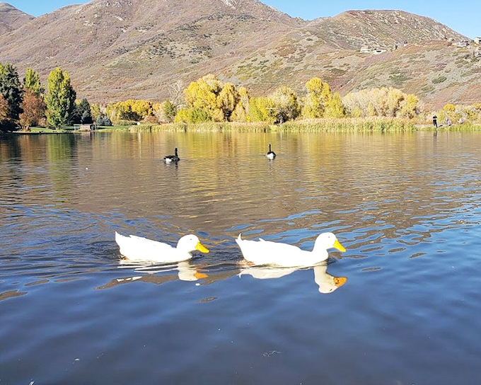 These ducks have figured out the good life &ndash; gliding across golden-tinged waters while the rest of us are stuck in traffic. Smart birds.