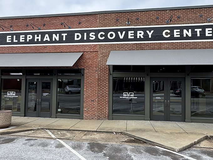 The Elephant Discovery Center brings the majesty of these gentle giants to Tennessee. Who knew pachyderm paradise was hiding in Lewis County?
