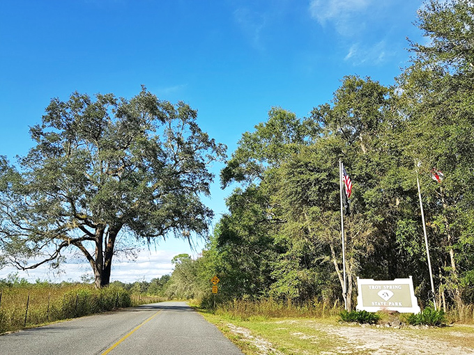 The entrance road feels like driving into a secret garden. Those Spanish moss-draped oaks are basically nature's version of a red carpet.