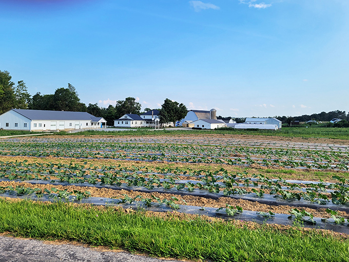 Nature's geometry lesson: perfectly aligned rows of young crops stretch toward white farmhouses, showcasing the meticulous care that defines Amish agricultural practices.