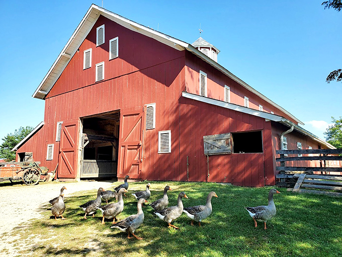 Nature's welcoming committee waddles with purpose&mdash;these geese have more attitude than a Manhattan doorman and twice the determination.