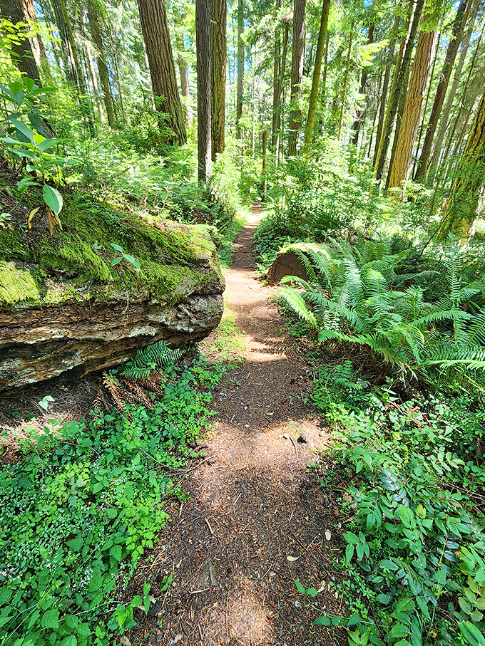 Fairy tale forest or actual Washington trail? The ferns and towering trees create nature's most inviting hallway.