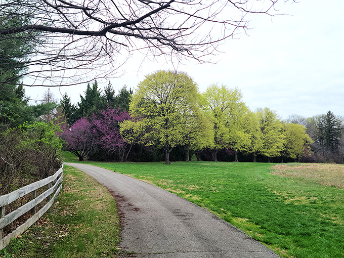 Spring's color palette bursts forth along this winding path—Mother Nature showing off her artistic side after winter's monochrome marathon.