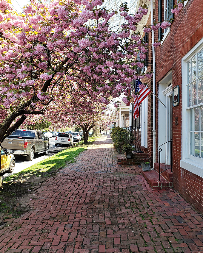 Spring in Chestertown means cherry blossoms creating natural tunnels of pink over brick sidewalks that have witnessed centuries of footsteps.