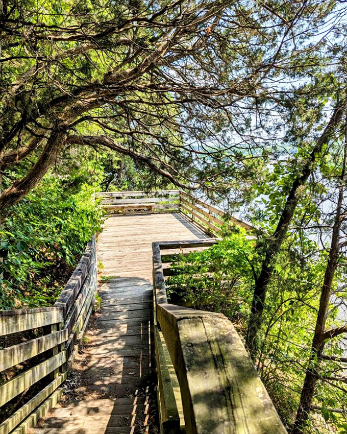 This wooden boardwalk isn't just a path&mdash;it's an invitation to adventure, winding through pine-scented air toward panoramic views worth every step.