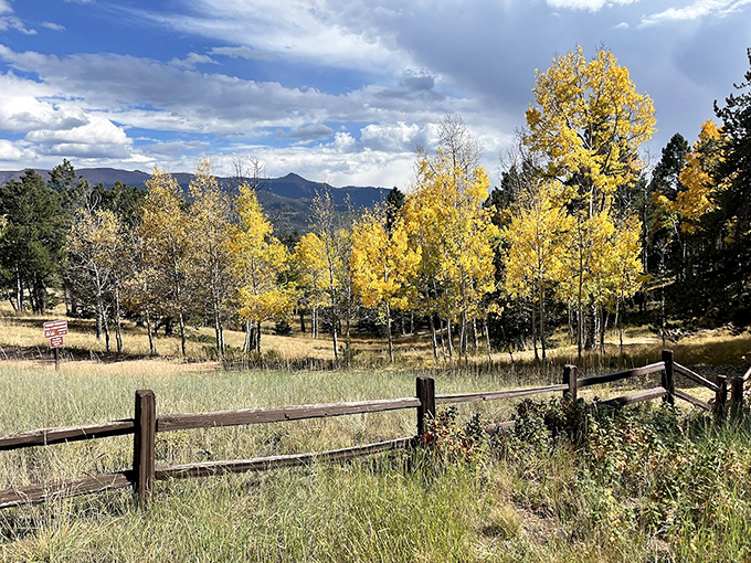 Rustic fence, golden aspens, big sky country. This spot in Mueller State Park feels like stepping into a painting you can actually explore.
