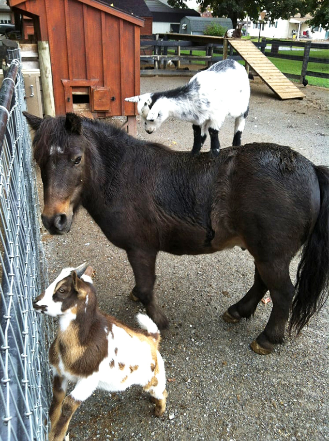 Farm friends await! This miniature petting zoo features an adorable trio of animals that seem to be posing for their album cover.
