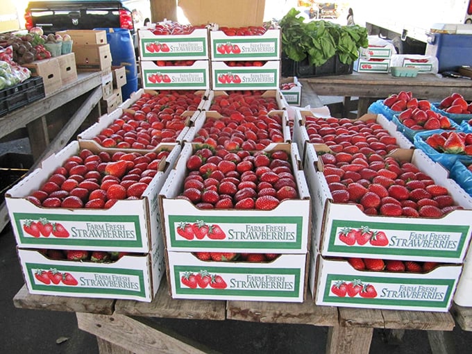 Nature's candy in perfect rows! These farm-fresh Florida strawberries put supermarket berries to shame&mdash;arrive early or miss out on these ruby gems.