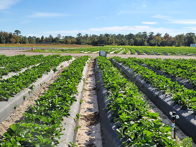 The perfect geometry of farming meets Florida sunshine. These neat rows of strawberry plants are like nature's spreadsheet&mdash;organized, efficient, and deliciously productive.