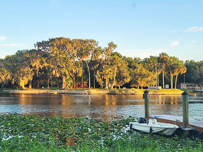 Golden hour transforms Hontoon Island's shoreline into a painting, with Spanish moss-draped trees catching the last light while boats rest peacefully at dock.
