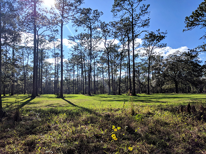 Sunlight plays hide-and-seek between towering pines, creating nature's own cathedral ceiling above the pristine meadow.