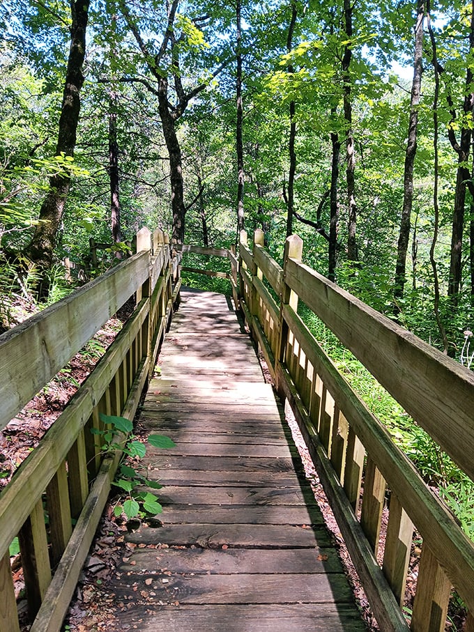 Nature's invitation to adventure. This wooden pathway beckons hikers into a verdant forest cathedral where sunlight filters through leafy guardians.