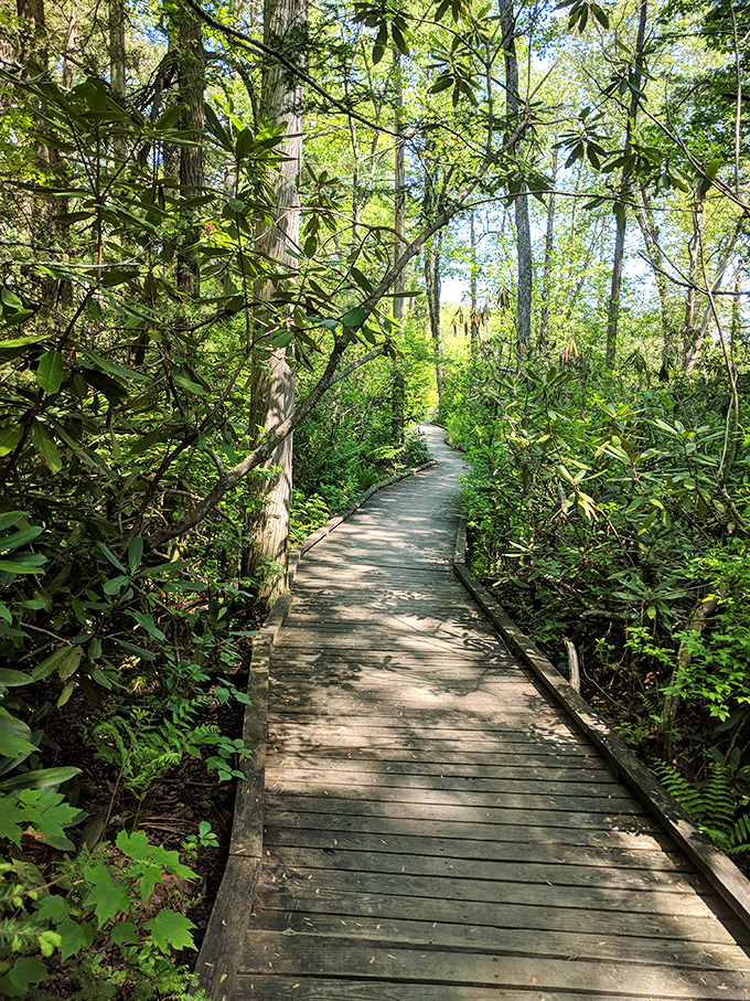 Follow the wooden path and pretend you're in a fairy tale, minus the breadcrumbs and wicked witch.