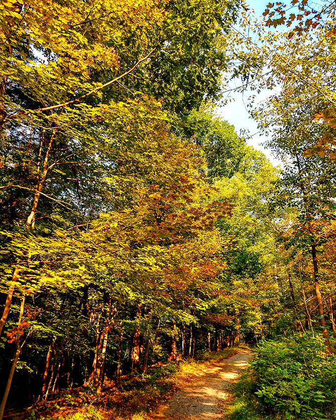 Sunshine filtering through autumn leaves creates nature's stained glass window along this inviting woodland path.