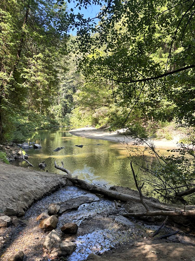 Where tranquility flows freely. The San Lorenzo River carves its ancient path through the park, creating perfect swimming holes for brave souls.