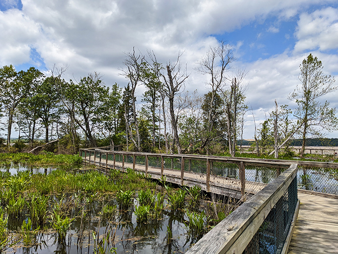 The boardwalk stretches through wetlands like nature's catwalk, showcasing seasonal fashions from cattails to dragonflies in this ecological runway show.