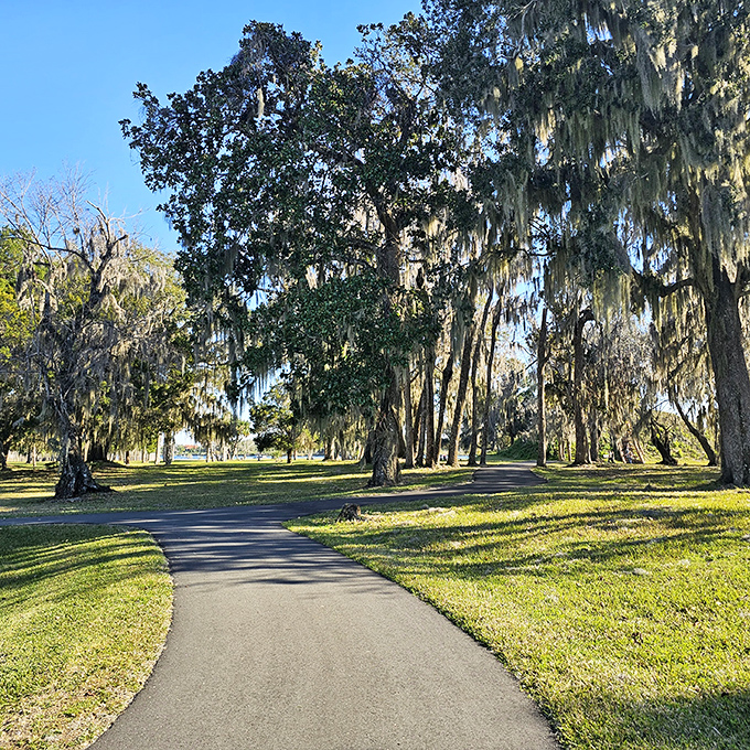 Nature's cathedral &ndash; Spanish moss dangles from oak branches like decorations, creating a serene pathway that whispers stories of old Florida.