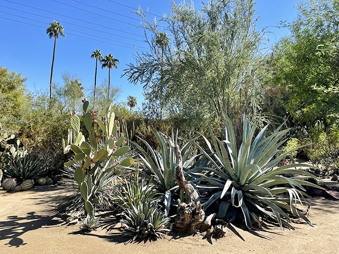 Desert plants from multiple continents sharing space like the world's prickliest international potluck. Everyone brought their spiky best.