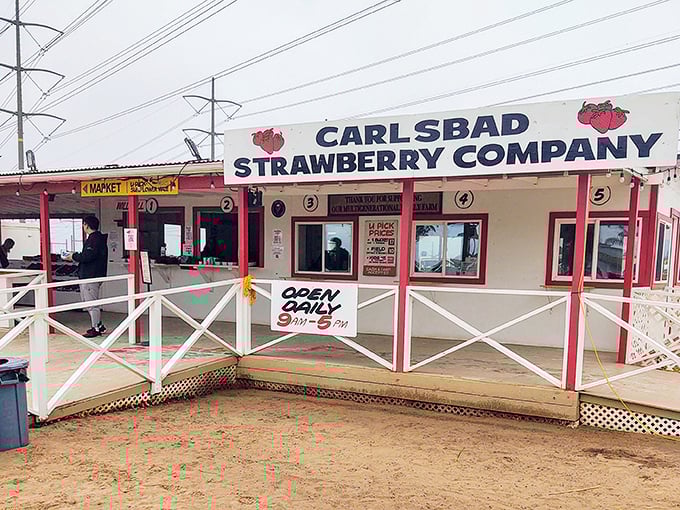 Morning sunshine bathes the rustic white-fenced entrance, where hay bales serve as nature's waiting room for berry enthusiasts.