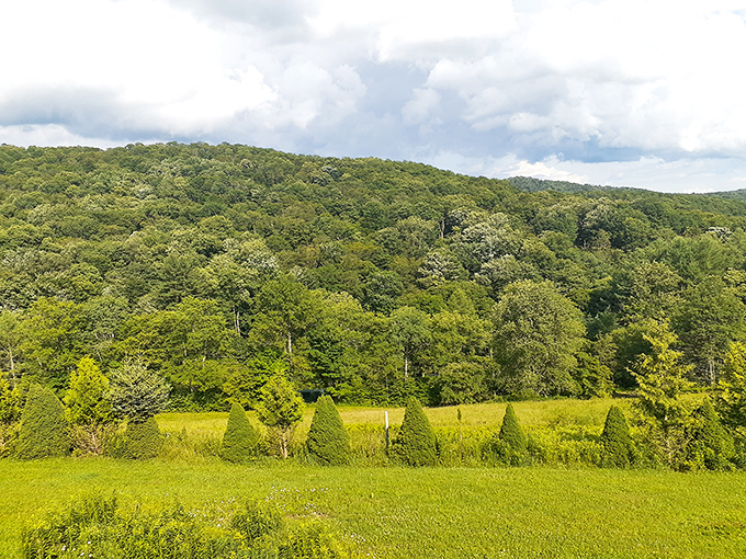 Nature's emerald embrace surrounds Coudersport like a protective grandmother's hug, only with better views.