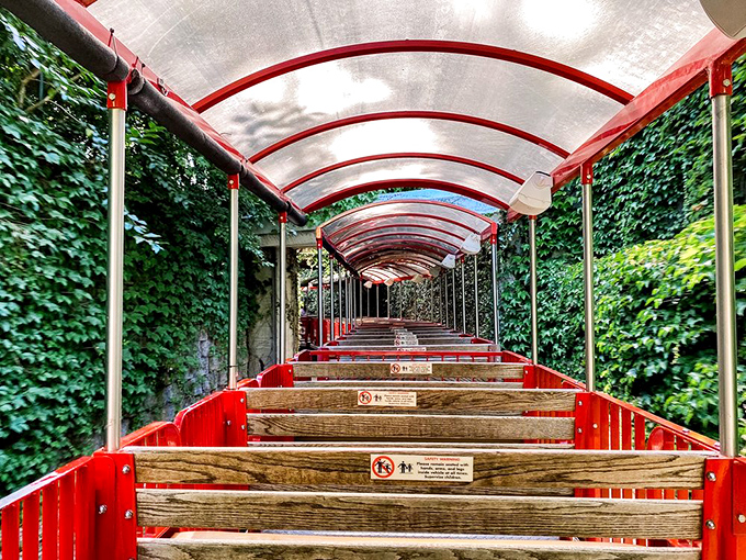 Nature creates the perfect tunnel vision along this red-railed pathway. It's like walking through a living green hallway designed by Mother Nature herself.