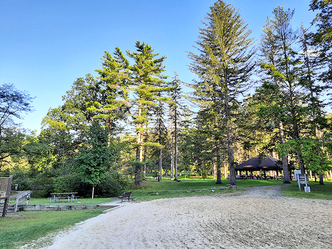 Summer serenity at its finest. Towering pines stand guard over a pristine beach area, where Pennsylvania's version of coastal relaxation awaits inland adventurers.