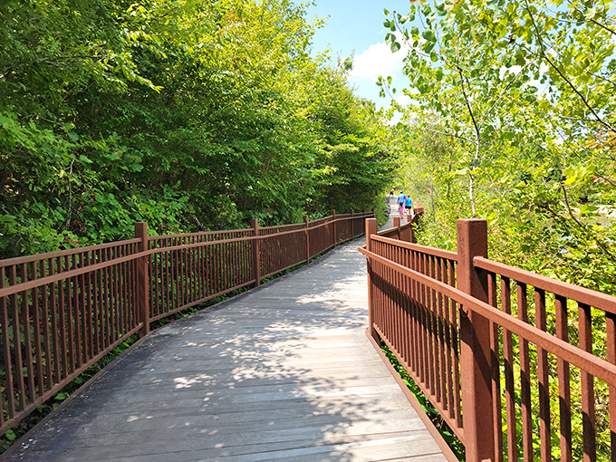 These boardwalks wind through the forest like a choose-your-own-adventure novel, except every choice leads somewhere spectacular.