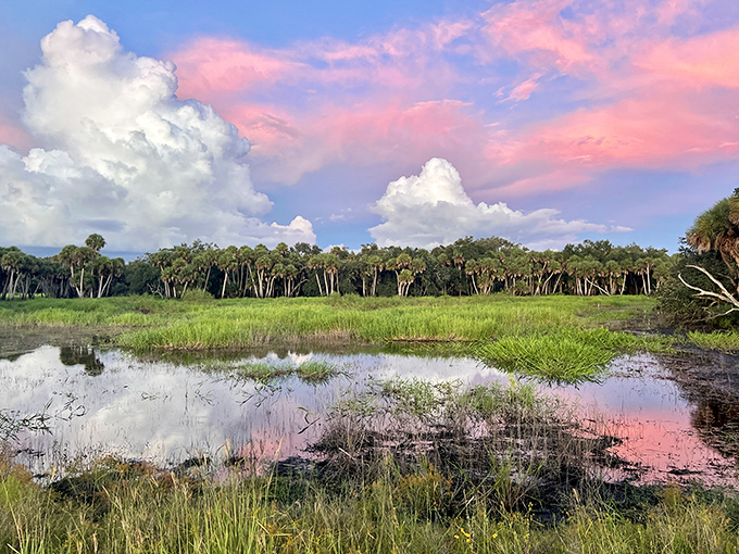Cotton candy skies reflect in still waters as twilight transforms Myakka's wetlands into a watercolor masterpiece that no filter could improve.