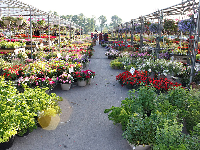 Nature's color palette on full display. Walking through Rice's plant section feels like strolling through a garden where everything is actually for sale.