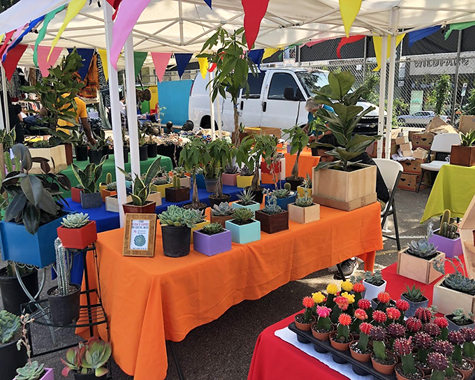 Nature's jewelry box explodes with color as succulents and cacti find new homes in pots more vibrant than a California sunset.